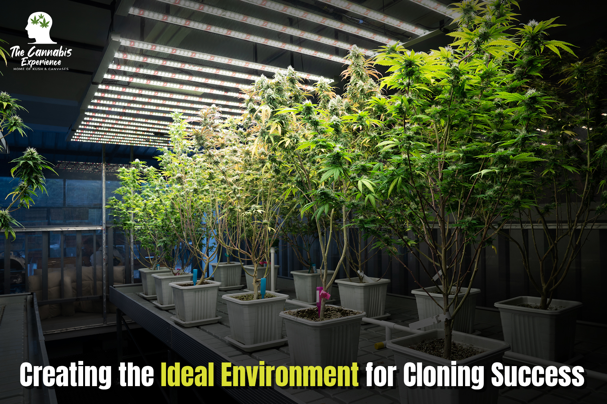 Cloning Cannabis: How to Clone Marijuana Plants